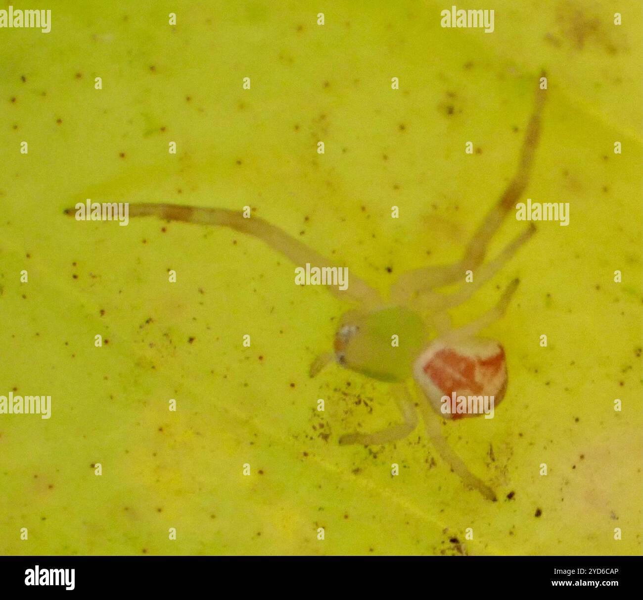 Triangle Crab Spider (Ebrechtella tricuspidata Stock Photo - Alamy