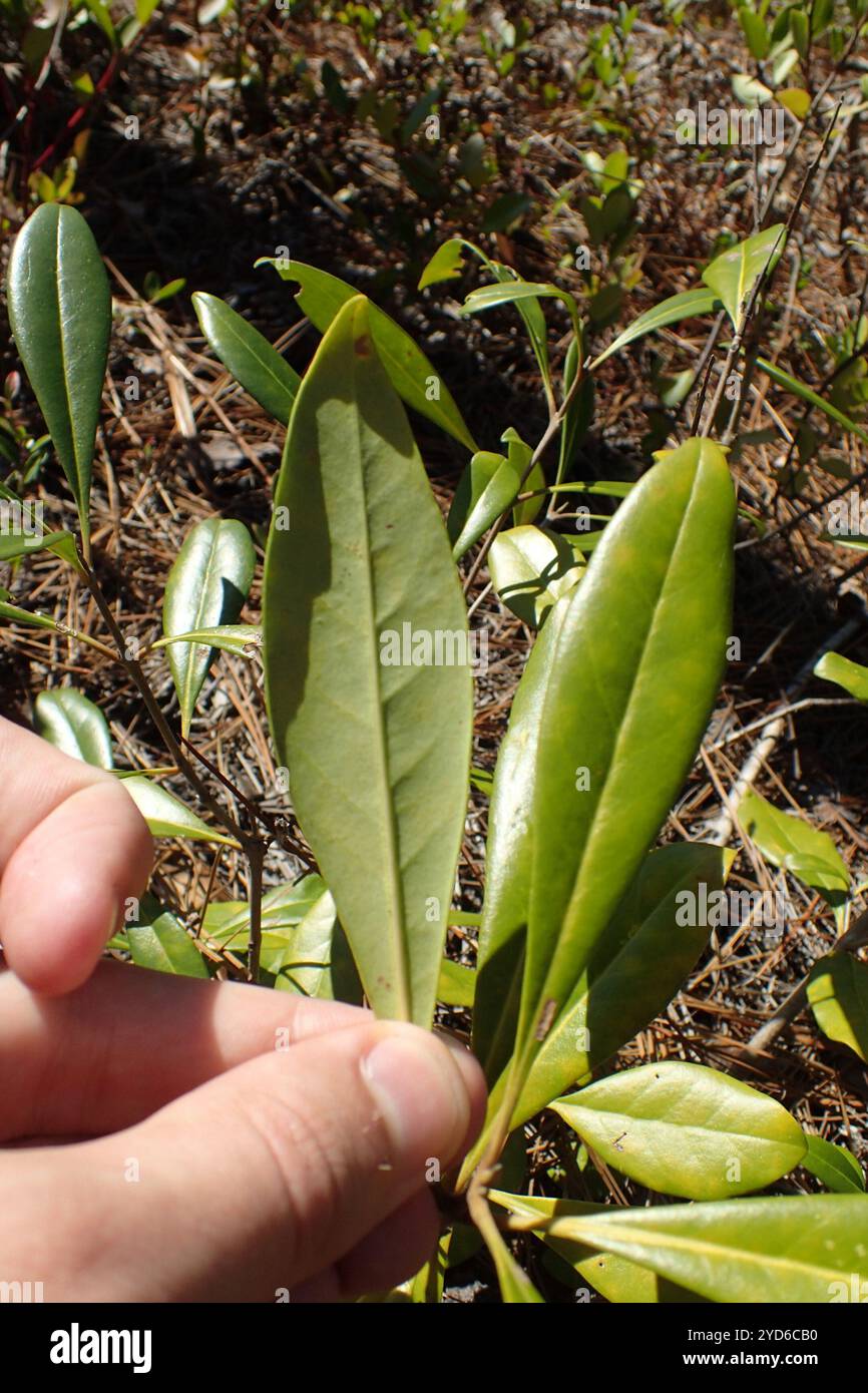Cartrema americana hi-res stock photography and images - Alamy