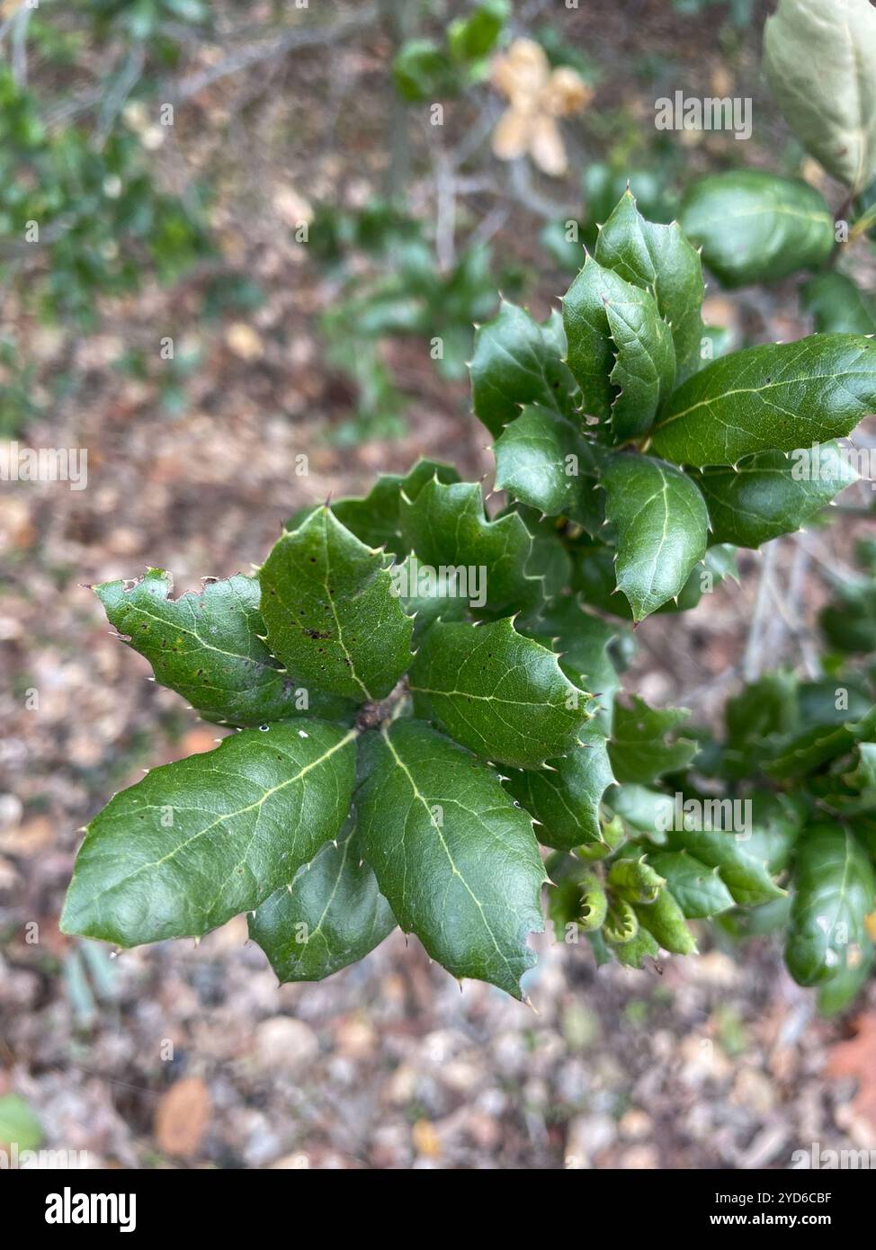 coast live oak (Quercus agrifolia Stock Photo - Alamy