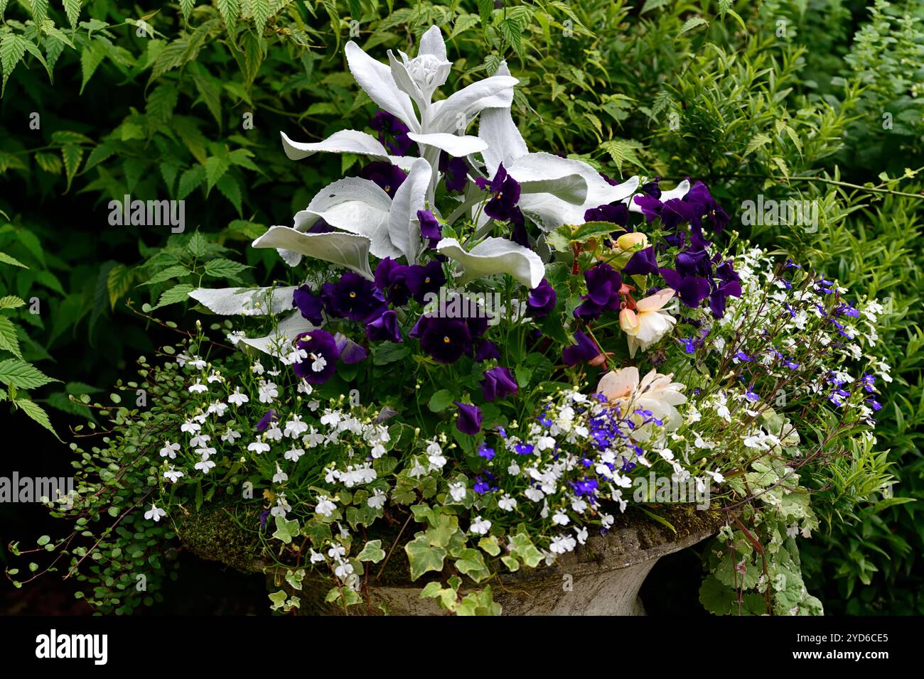 flower display,summer bedding display,urn,lobelia,begonia,pansy,senecio ...