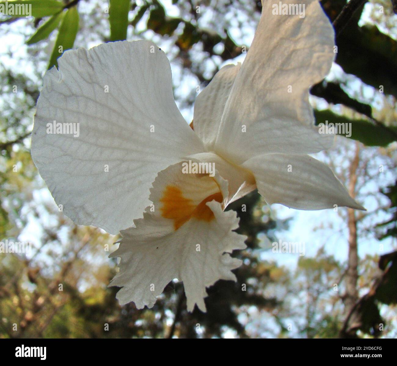 Dendrobium infundibulum hi-res stock photography and images - Alamy