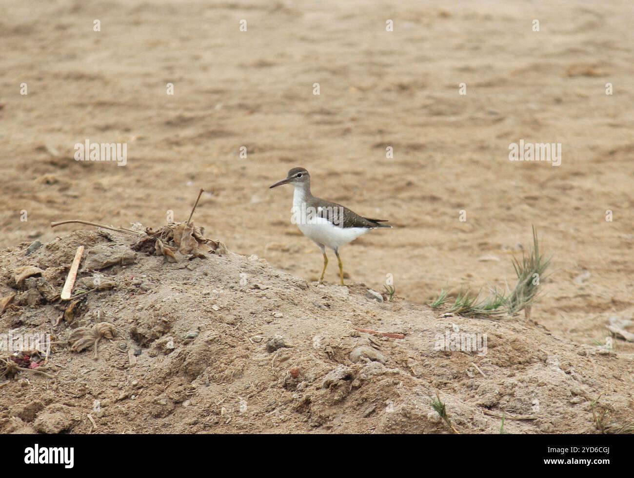 Spotted Sandpiper (Actitis macularius Stock Photo - Alamy