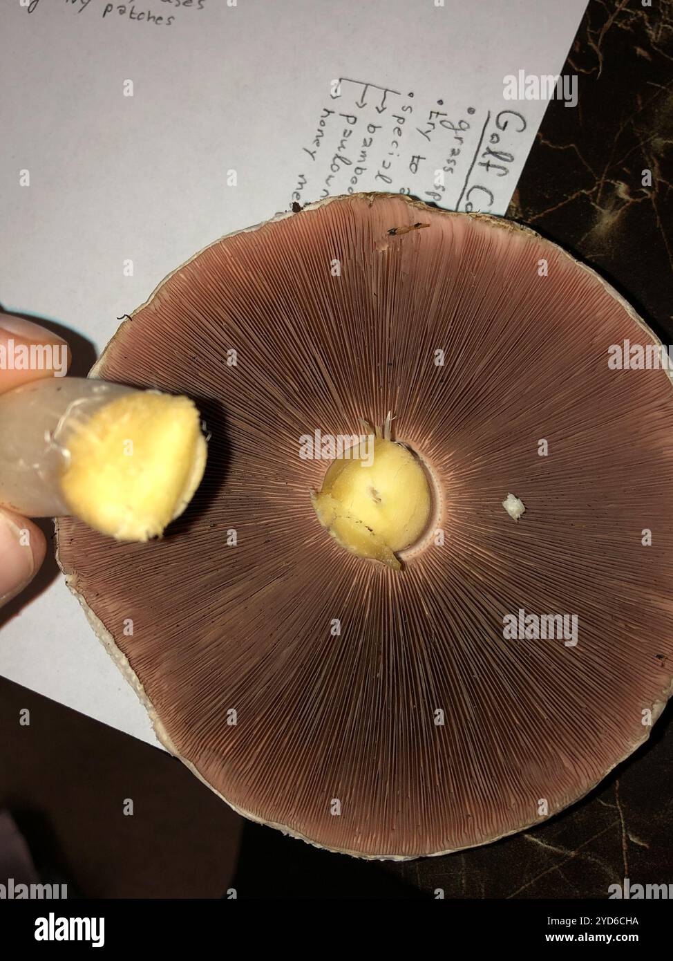 Yellow Stainer (Agaricus xanthodermus Stock Photo - Alamy