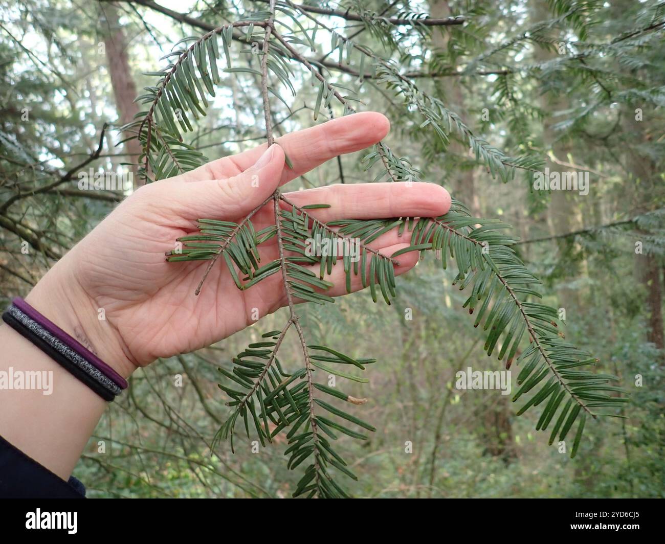 grand fir (Abies grandis Stock Photo - Alamy