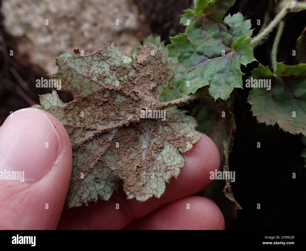 crevice alumroot (Heuchera micrantha Stock Photo - Alamy