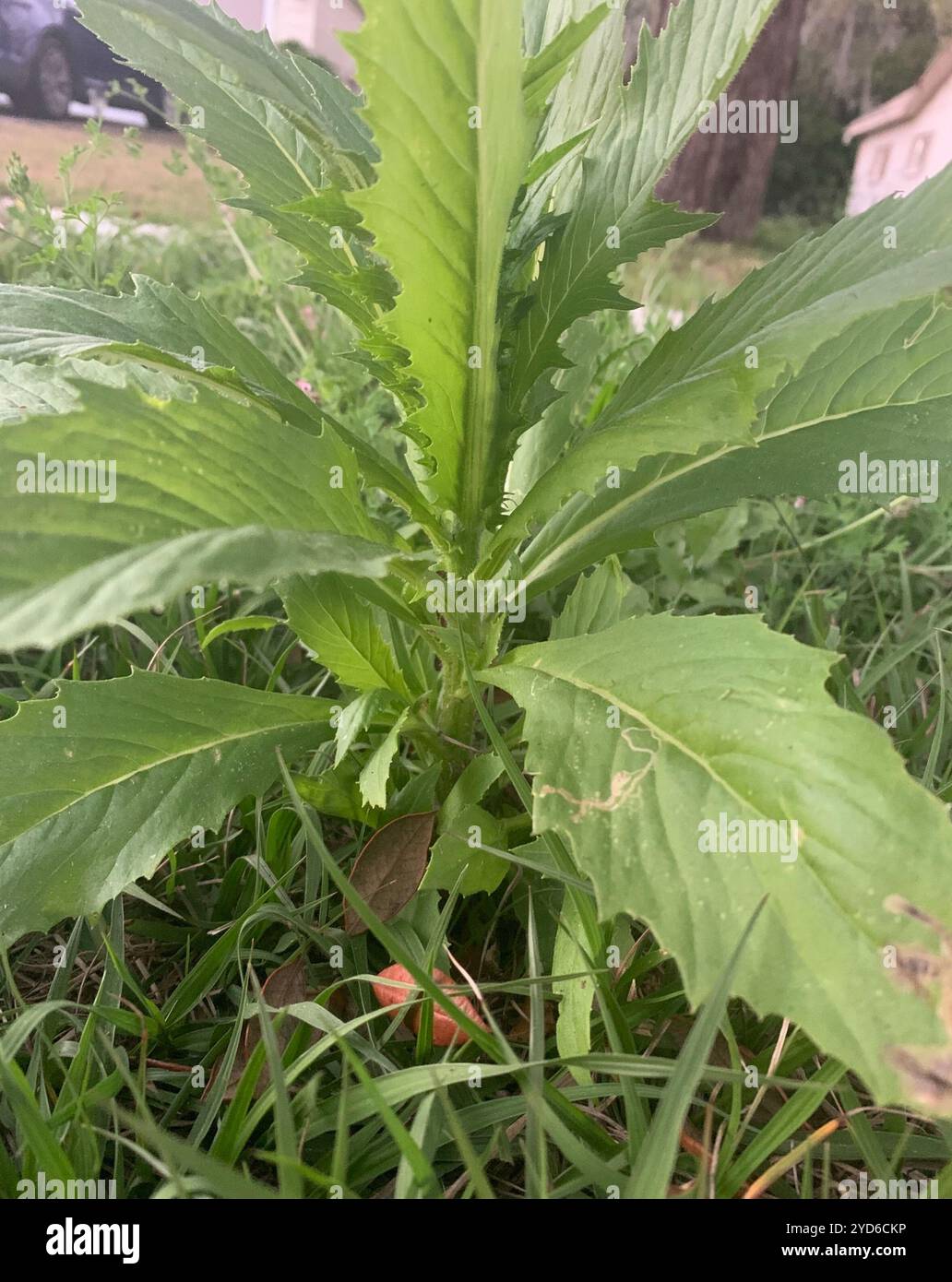 American burnweed (Erechtites hieraciifolius Stock Photo - Alamy