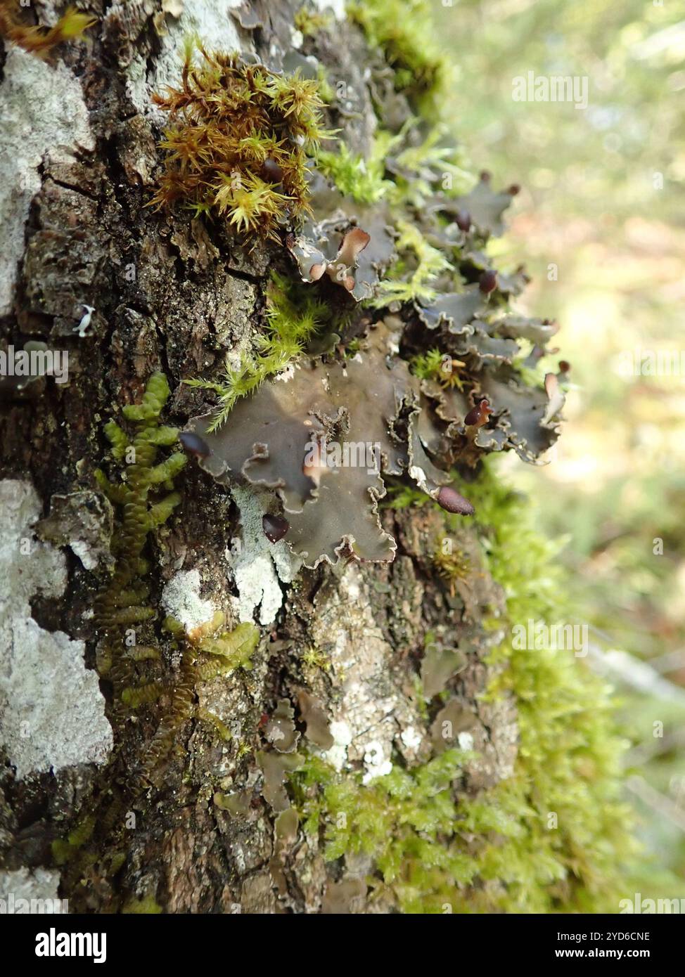 tree pelt lichen (Peltigera collina Stock Photo - Alamy