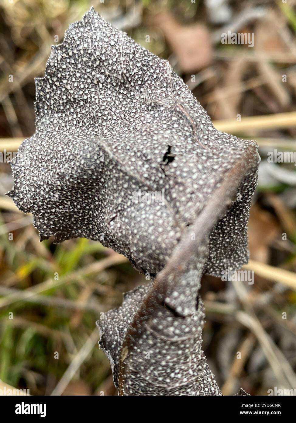 prairie dock (Silphium terebinthinaceum Stock Photo - Alamy