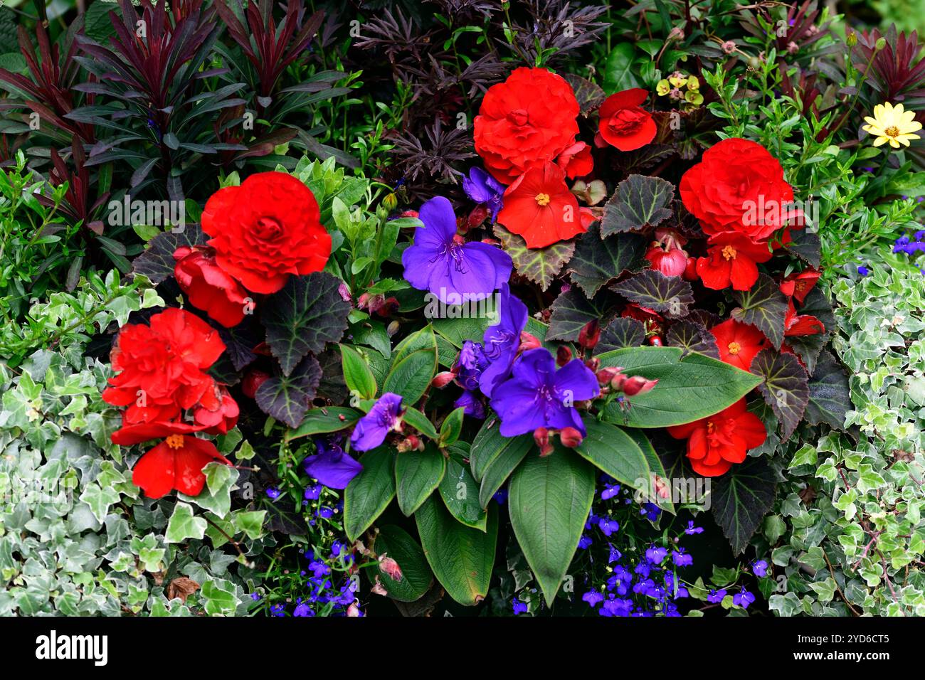 flower display,summer bedding display,begonia,tibouchina urvilleana ...