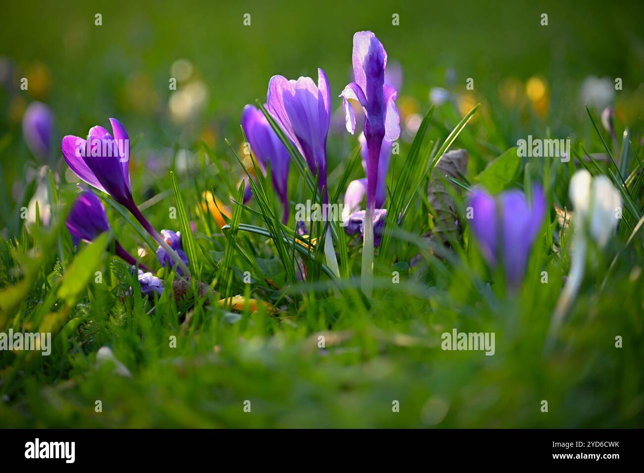 Spring background with flowers. Nature and delicate photo with details ...
