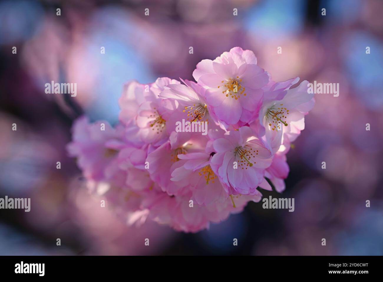 Spring background. Beautiful colorful blooming spring tree. Japanese ...