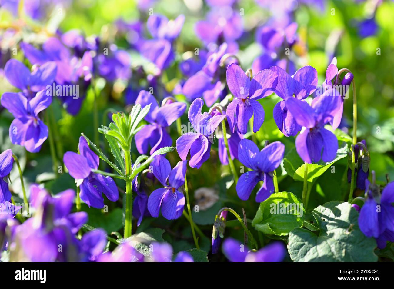 Beautiful spring small purple flower-plant Violka fragrant - Violka ...