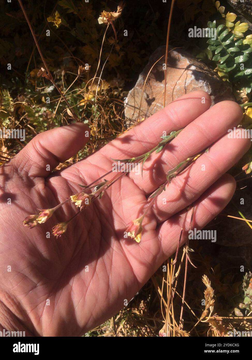 Ross' Avens (Geum rossii Stock Photo - Alamy