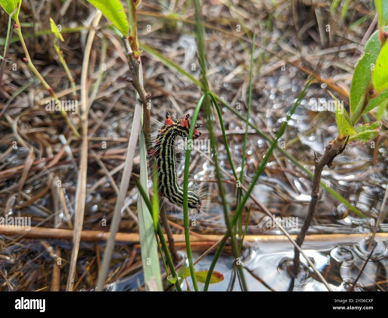 Azalea Caterpillar Moth (Datana major Stock Photo - Alamy