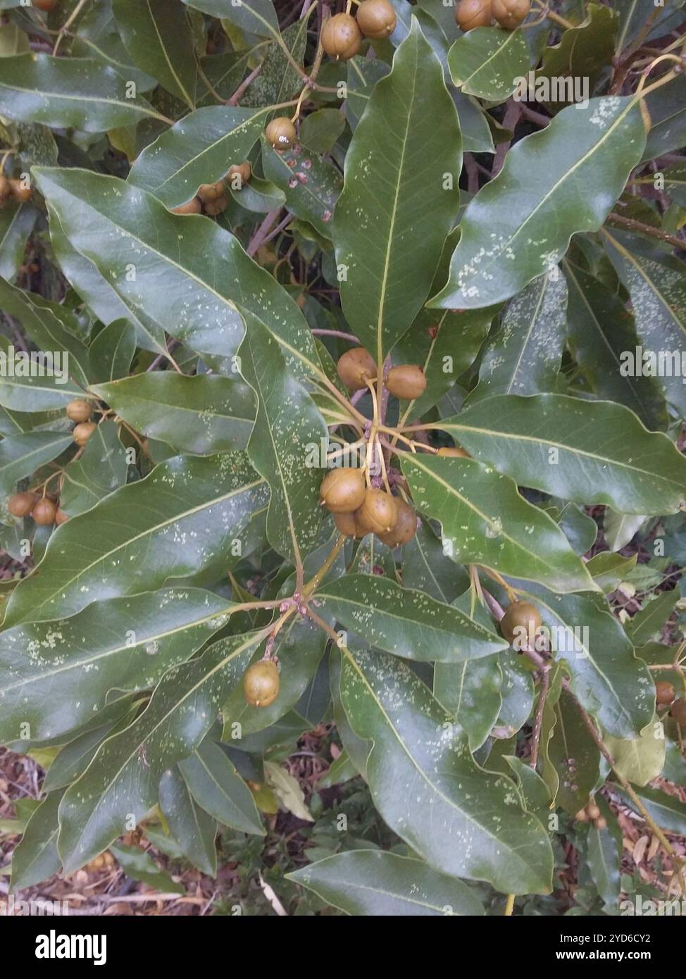 Australian Cheesewood (Pittosporum undulatum Stock Photo - Alamy