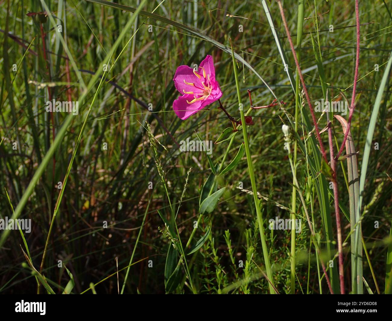 Savannah meadowbeauty (Rhexia alifanus Stock Photo - Alamy