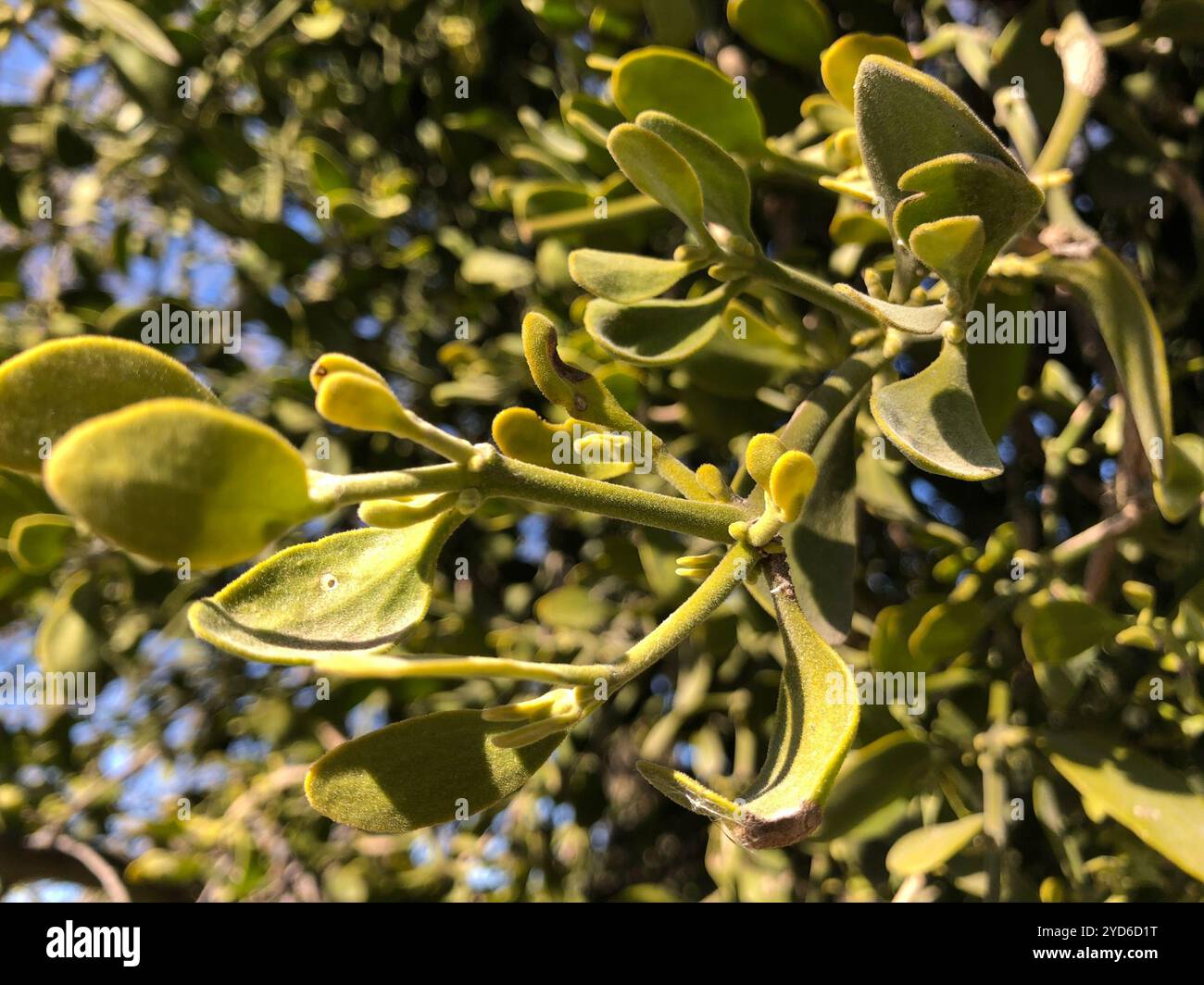 oak mistletoe (Phoradendron villosum Stock Photo - Alamy
