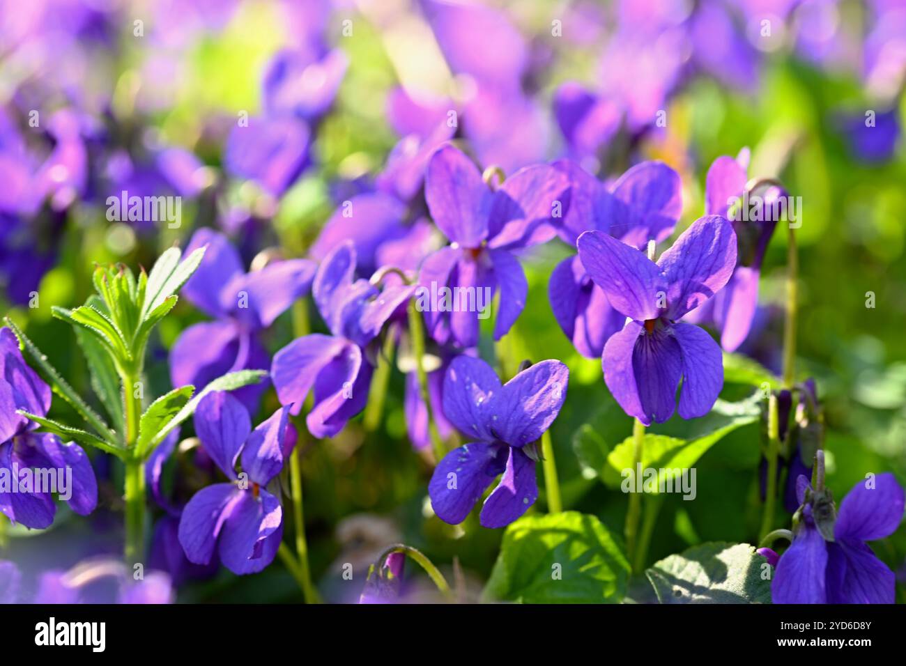 Beautiful spring small purple flower-plant Violka fragrant - Violka ...