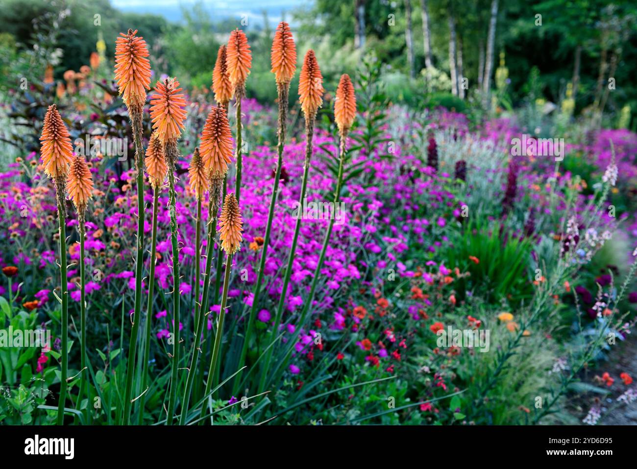 Kniphofia gladness,lychnis hills ground,mixed border,mixed planting ...
