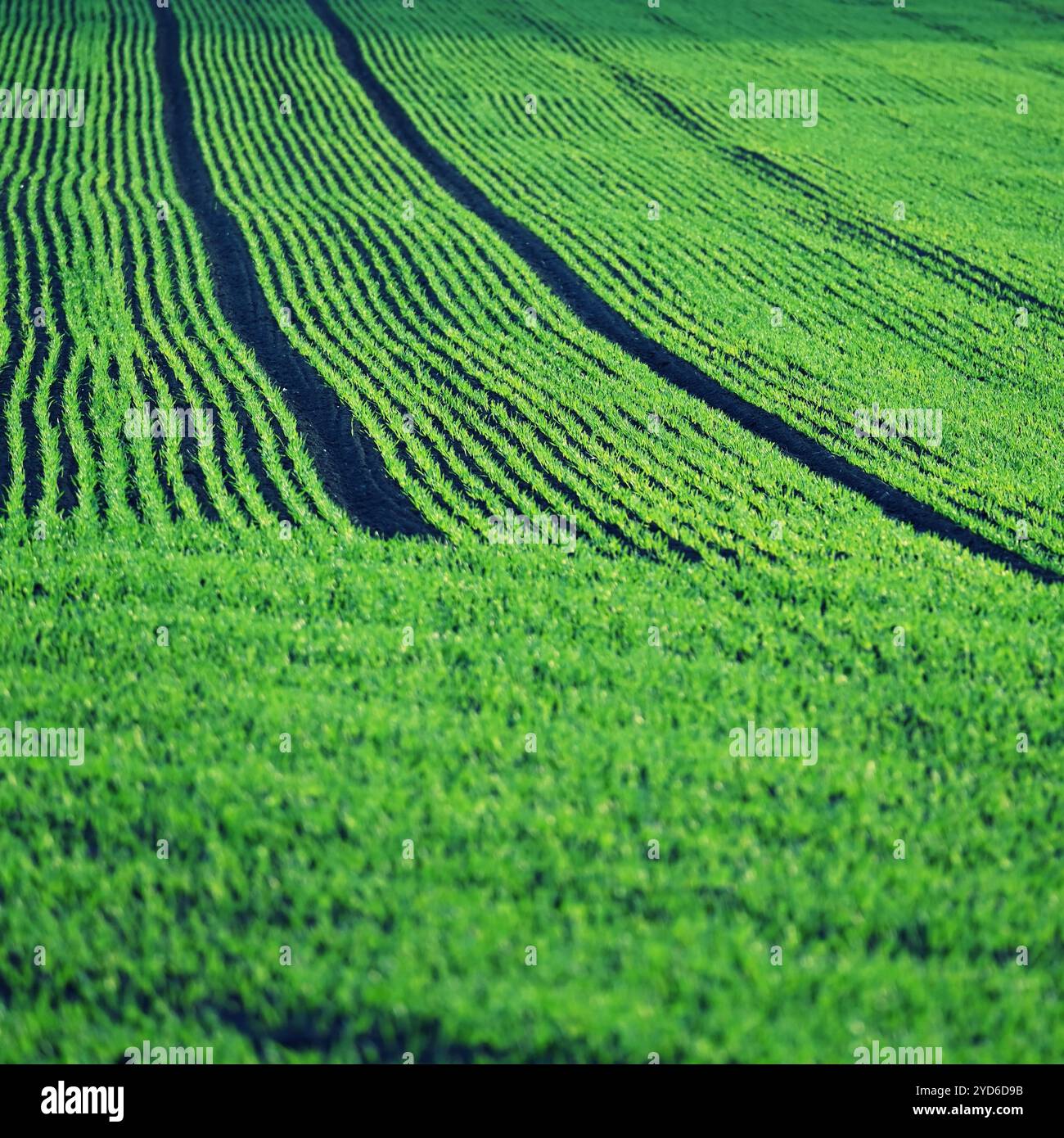 Beautiful green field at sunset. Spring time in nature. Young and small ...