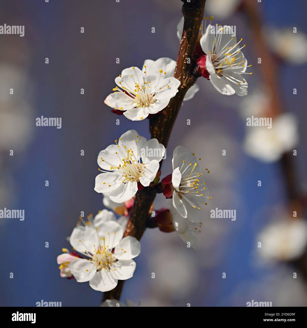 Beautiful blooming white tree with blue sky in spring time. Nature and ...