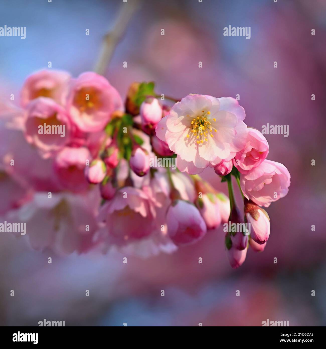 Spring background. Beautiful colorful blooming spring tree. Japanese ...