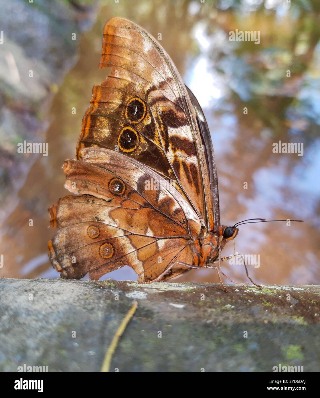 Morpho hercules hi-res stock photography and images - Alamy
