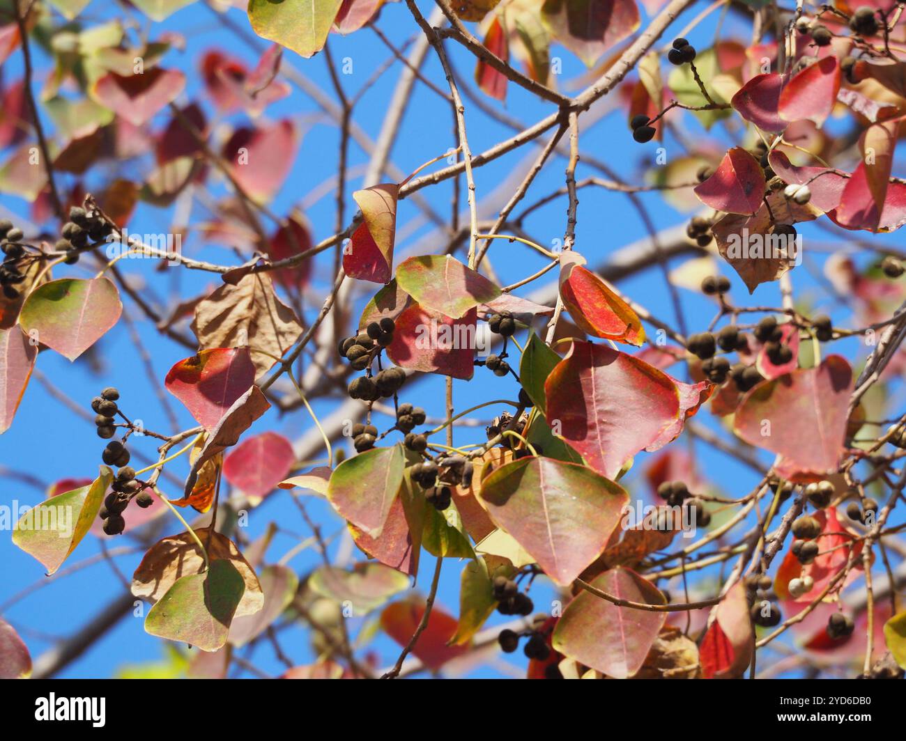Chinese Tallow (Triadica sebifera Stock Photo - Alamy