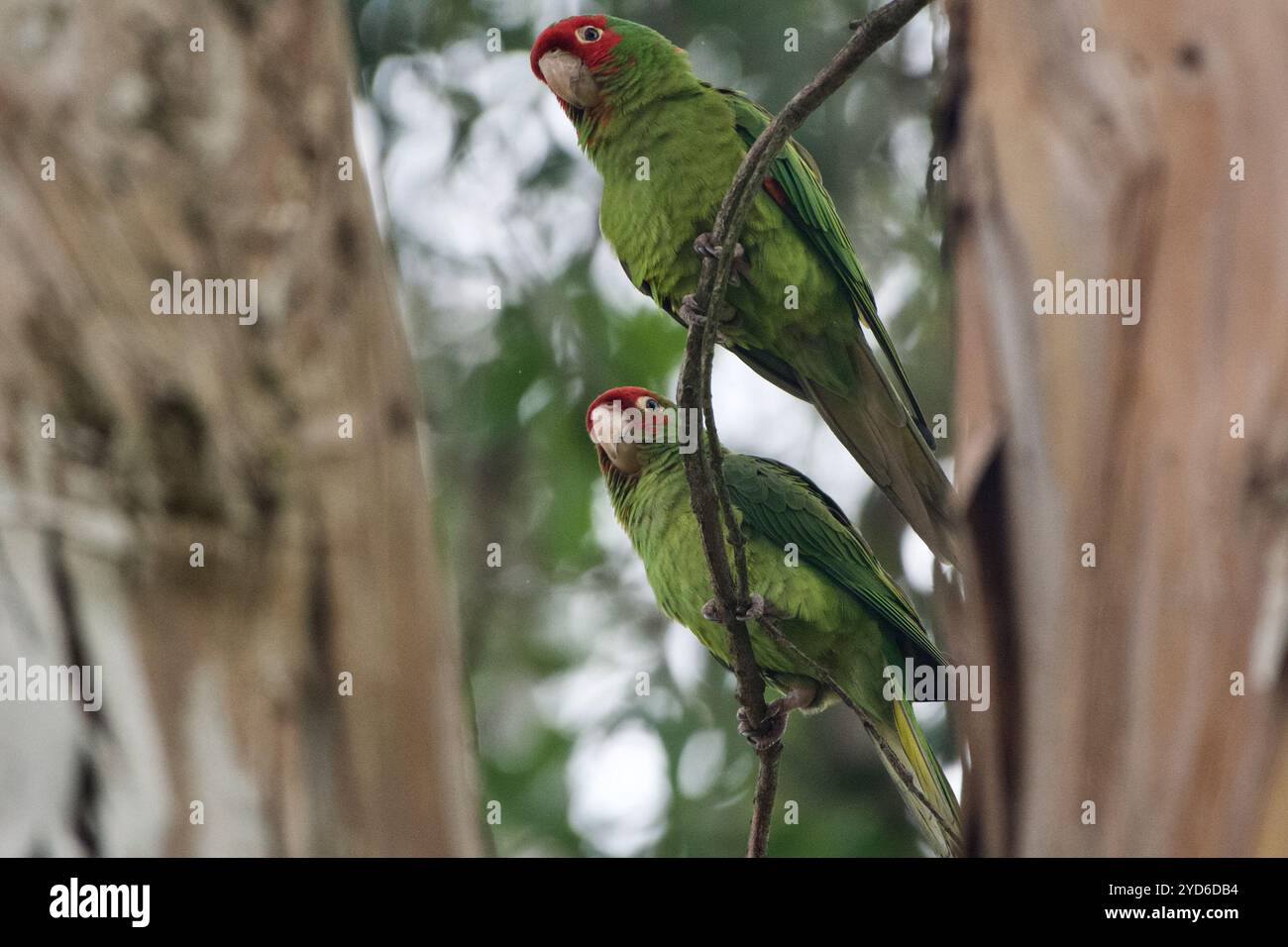 Red-masked Parakeet (Psittacara erythrogenys Stock Photo - Alamy
