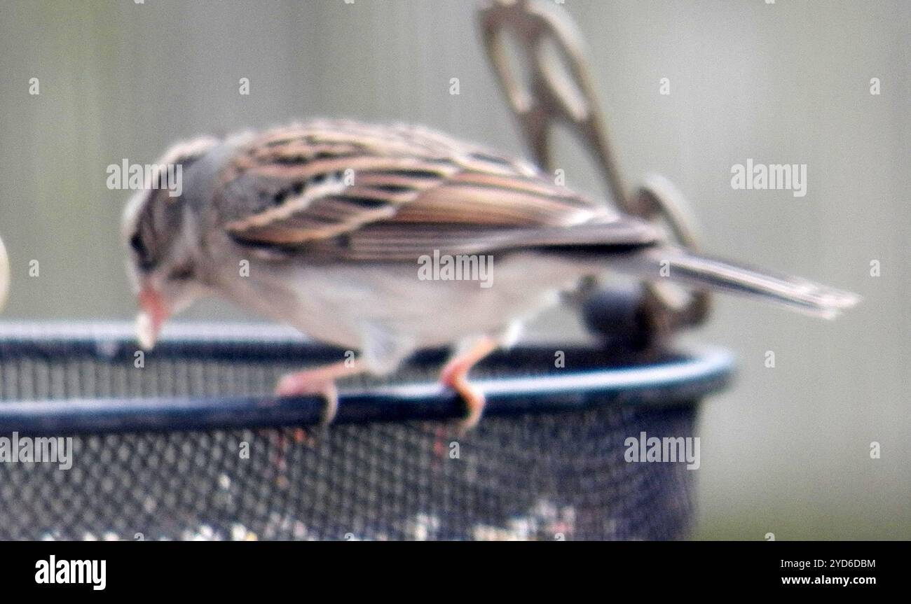 Chipping Sparrow (Spizella passerina Stock Photo - Alamy