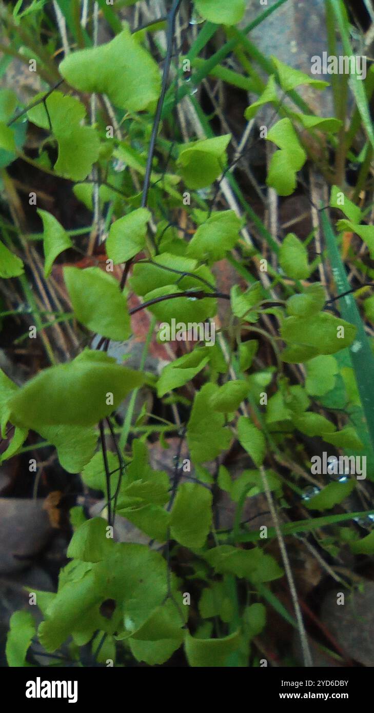 California Maidenhair Fern (Adiantum jordanii Stock Photo - Alamy