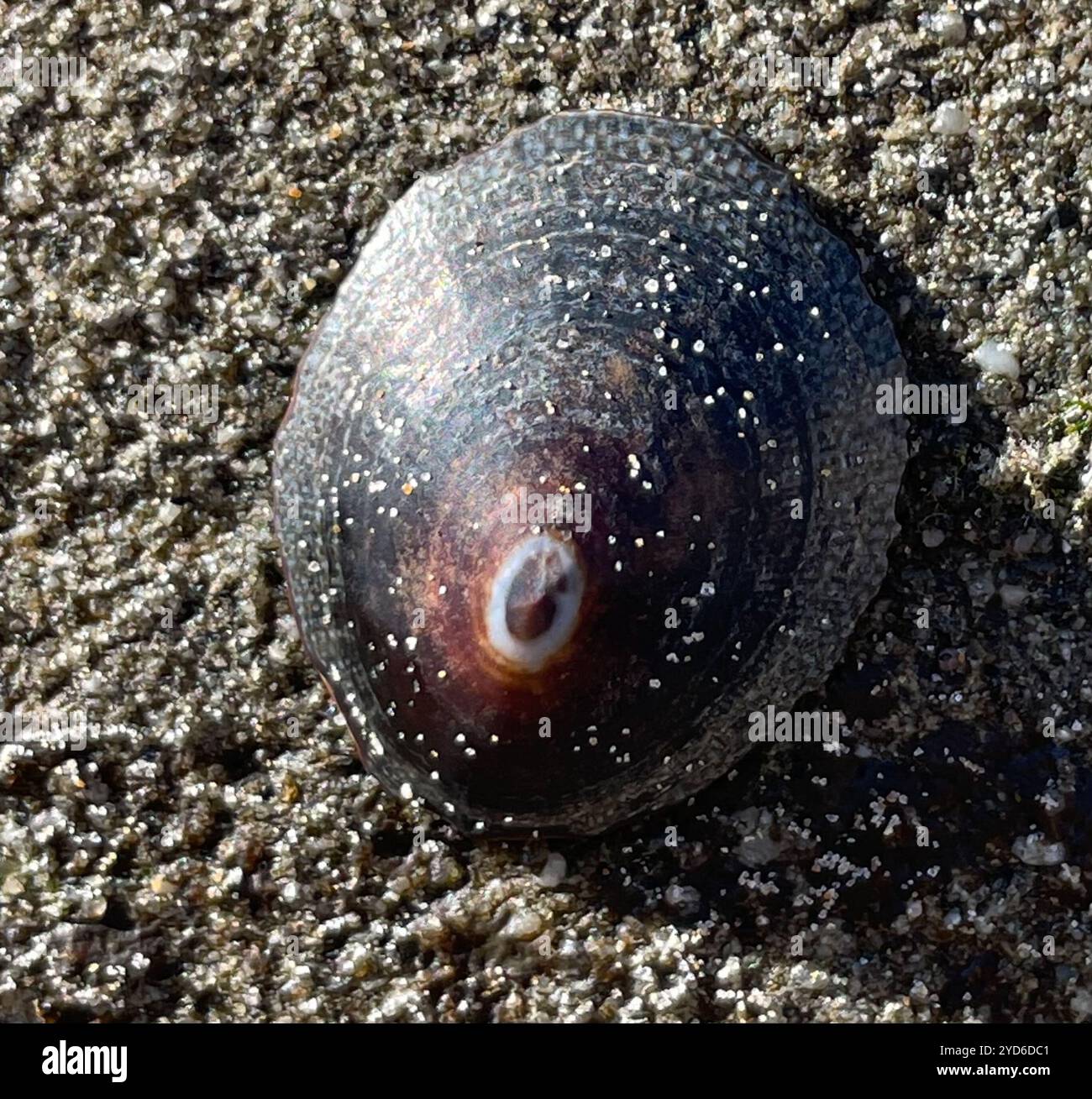 True Limpets (Patellogastropoda Stock Photo - Alamy