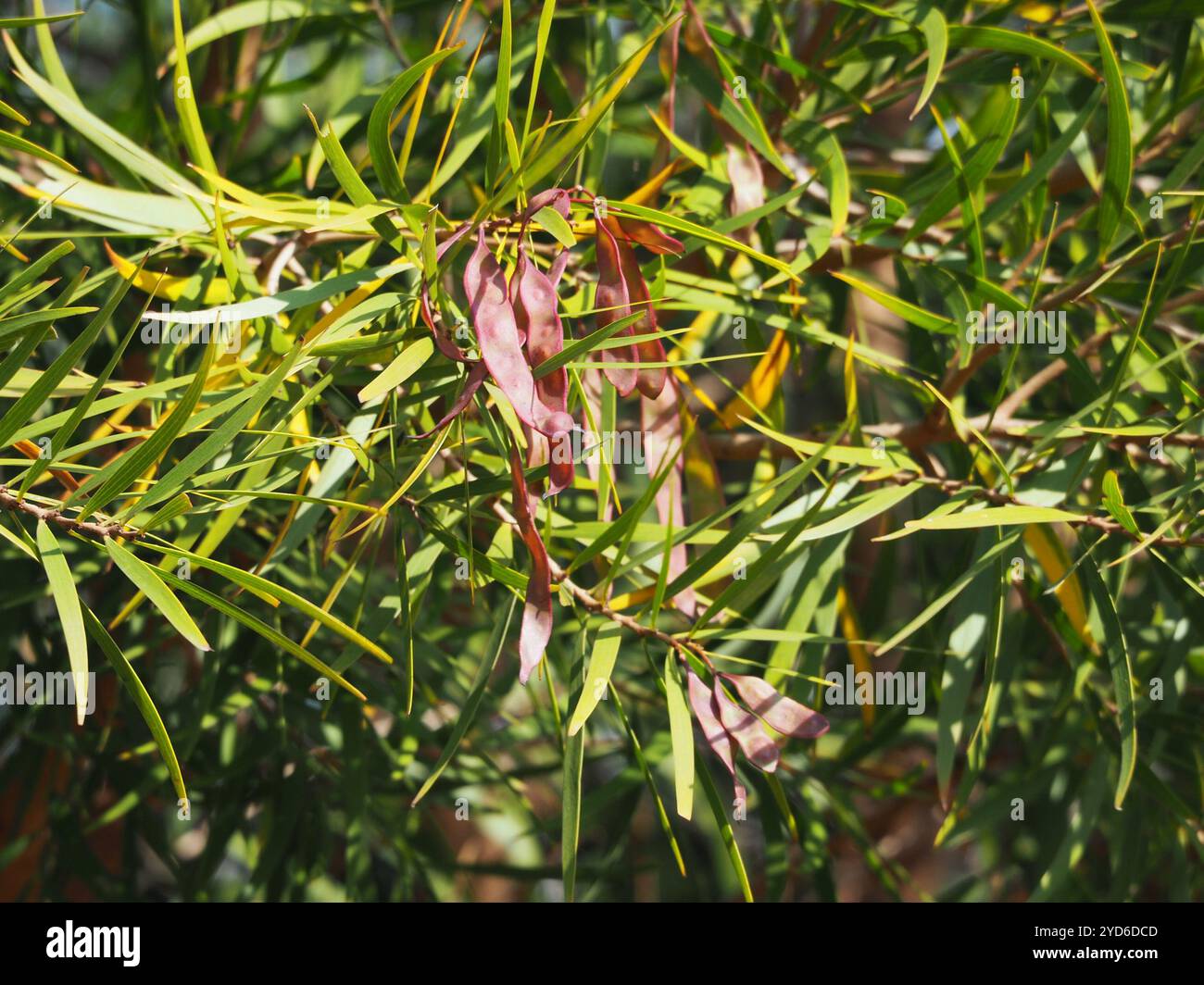 Taiwan Acacia (Acacia confusa Stock Photo - Alamy