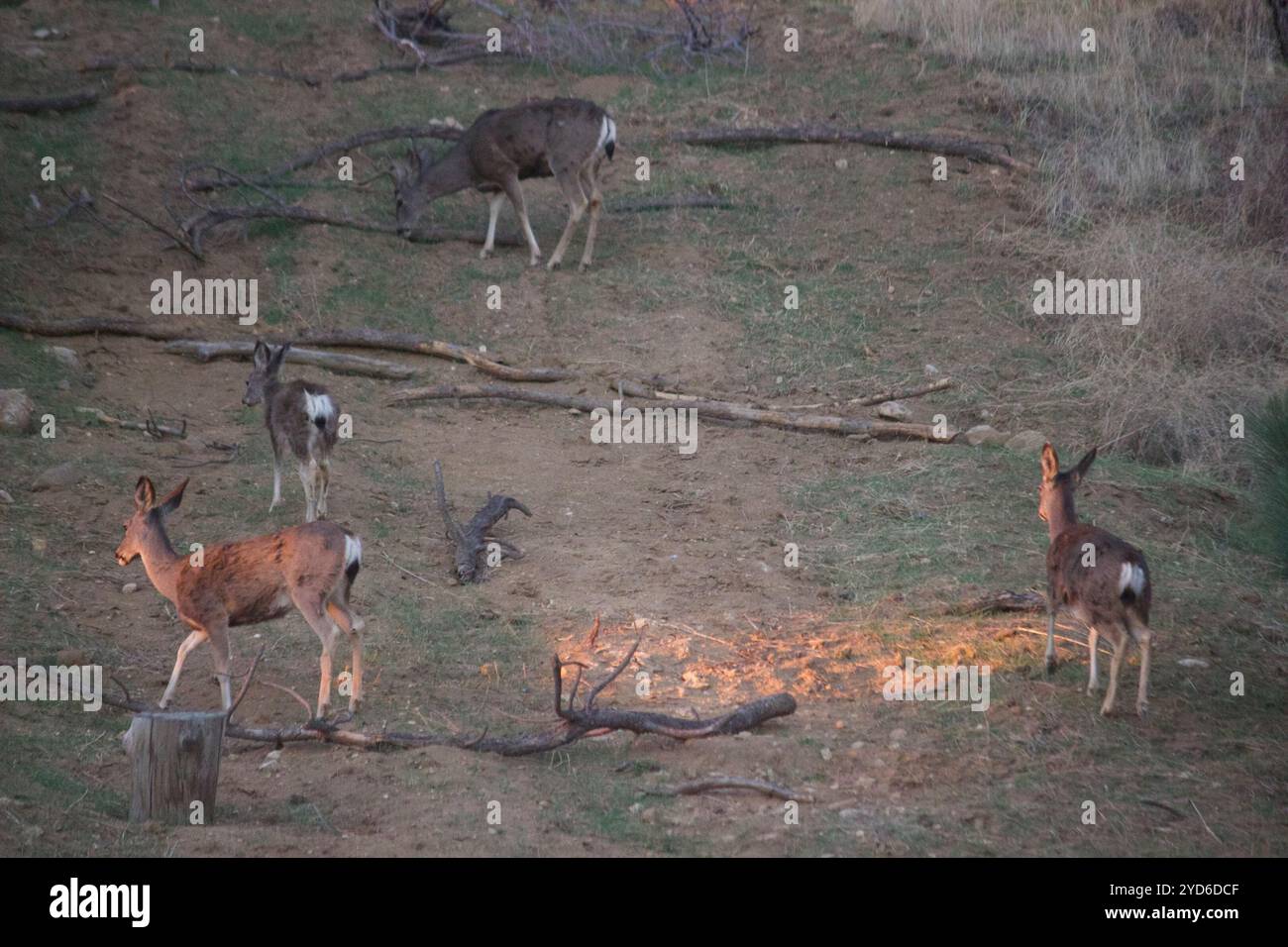 California Mule Deer (Odocoileus hemionus californicus Stock Photo - Alamy