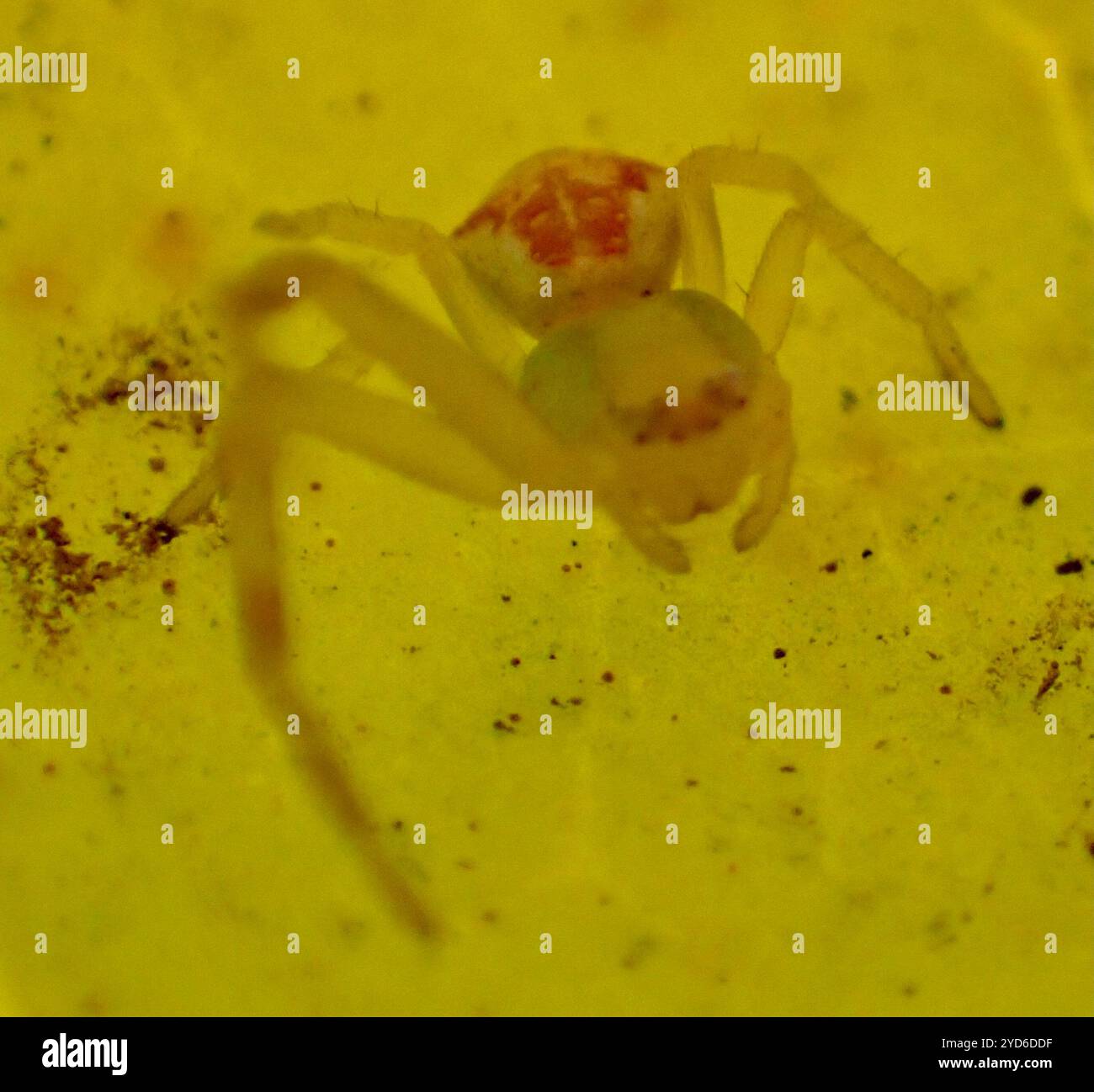 Ebrechtella tricuspidata hi-res stock photography and images - Alamy