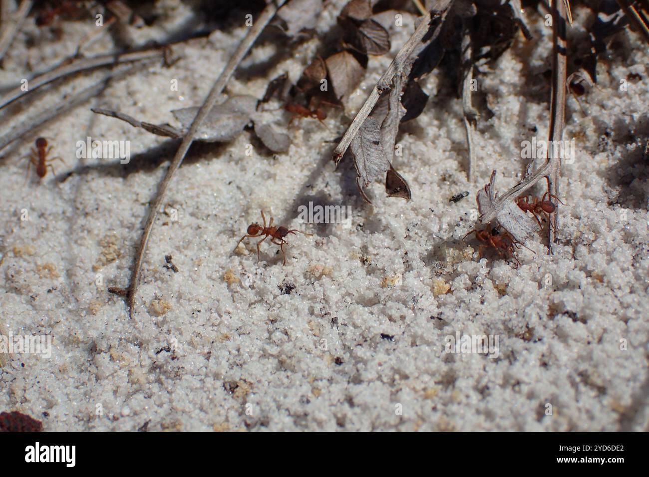 Northern Fungus-farming Ant (Trachymyrmex septentrionalis Stock Photo ...