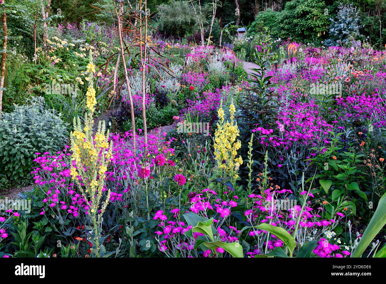 lychnis hills ground,Verbascum chaixii Sixteen Candles,Hunting Brook ...