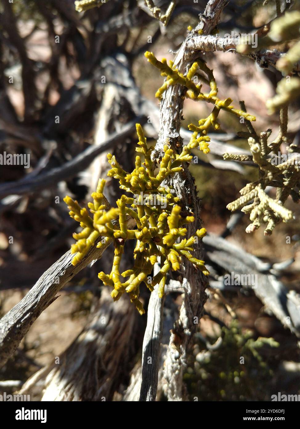 Juniper Mistletoe (Phoradendron juniperinum Stock Photo - Alamy