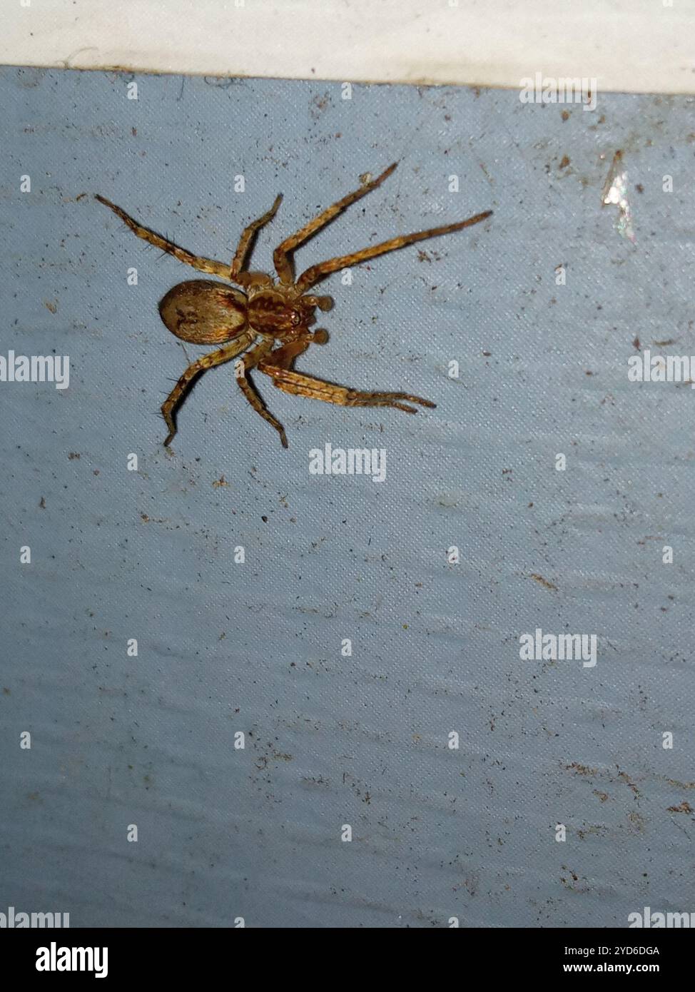 Buzzing spider hi-res stock photography and images - Alamy