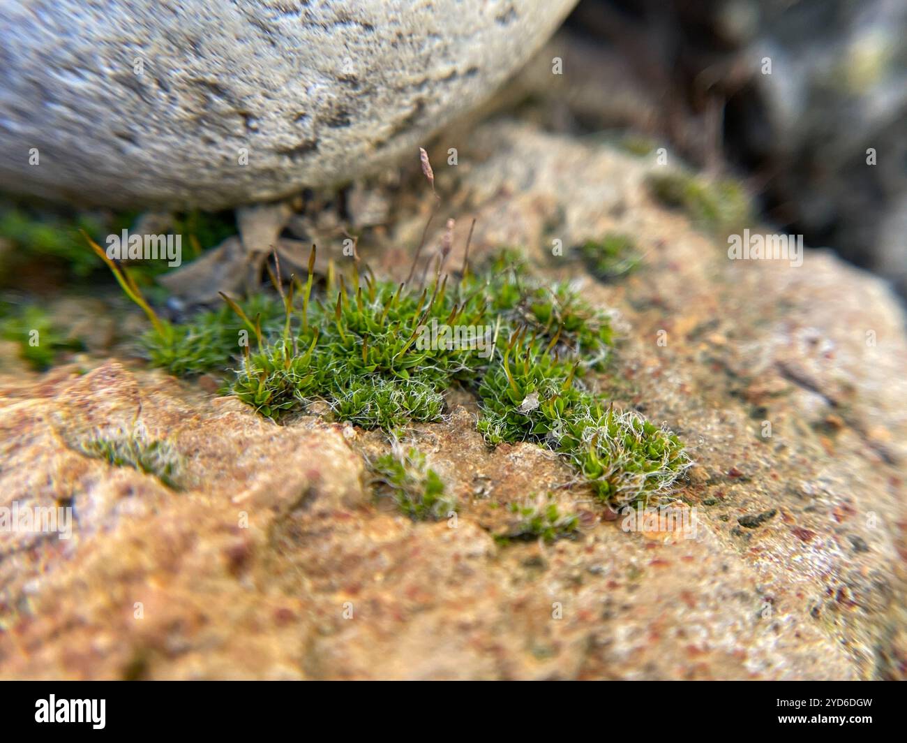 Wall Screw-moss (Tortula muralis Stock Photo - Alamy