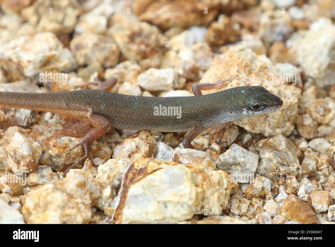 Brown Bicarinate Rainbow Skink (Carlia storri Stock Photo - Alamy