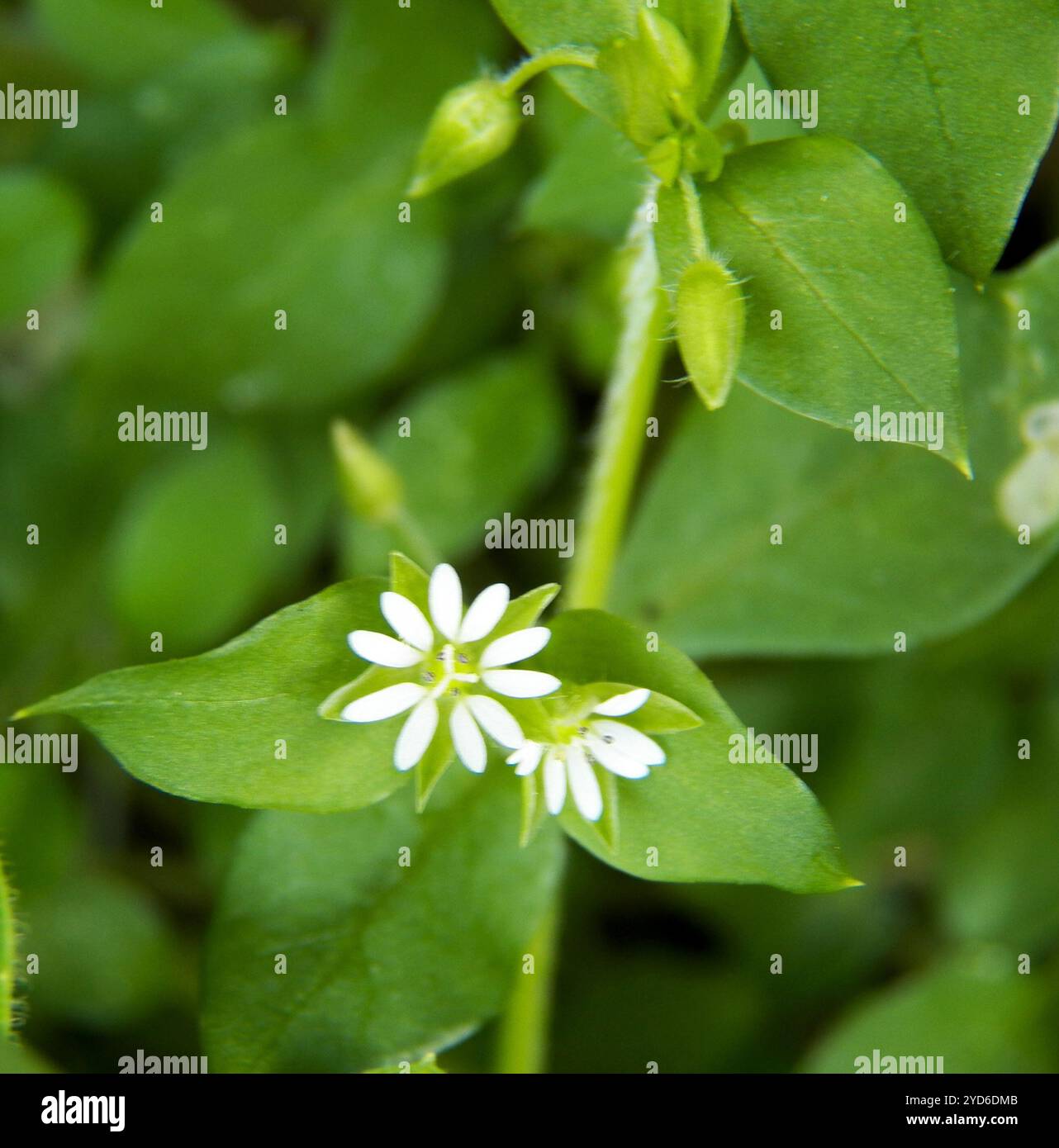 common chickweed (Stellaria media Stock Photo - Alamy