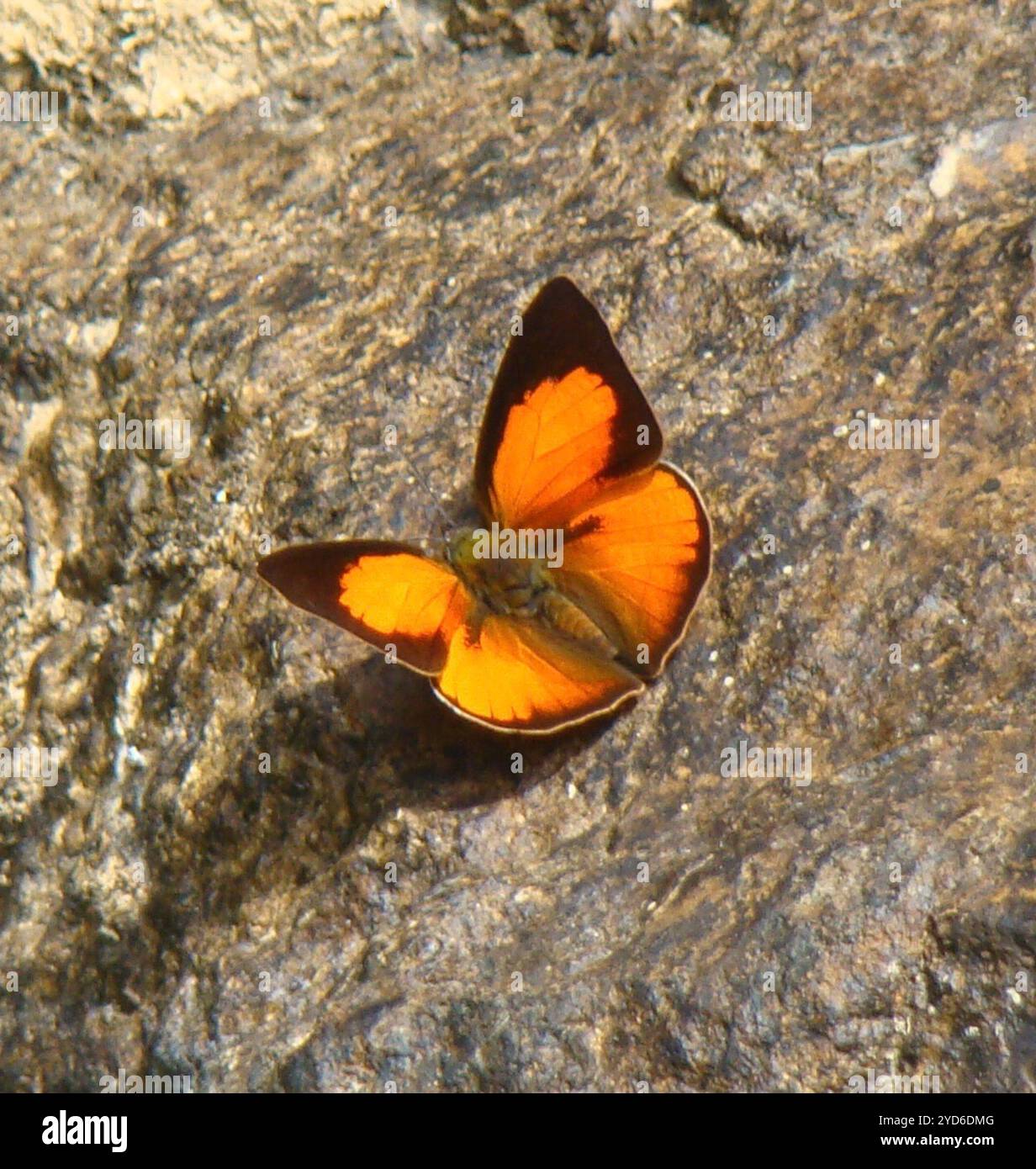 Sunbeam Butterflies (Curetis Stock Photo - Alamy