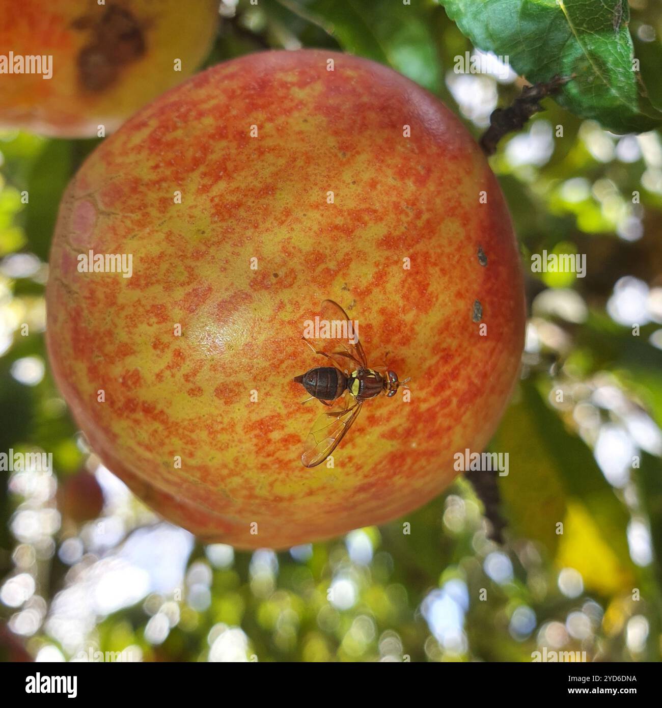 Queensland Fruit Fly (Bactrocera tryoni Stock Photo - Alamy
