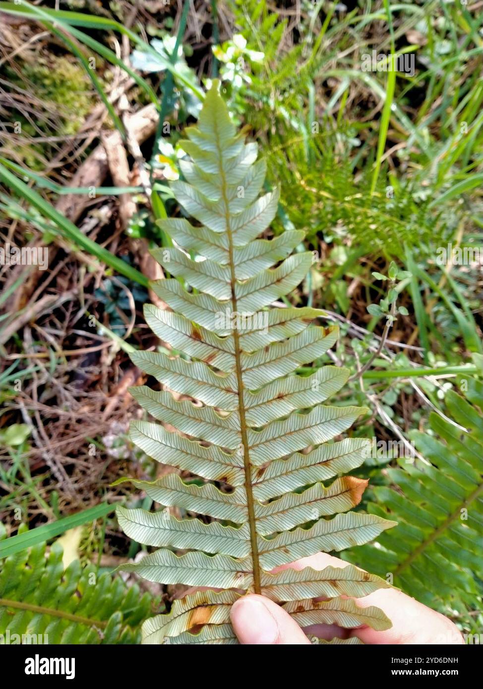 Crown Fern (Lomaria discolor Stock Photo - Alamy