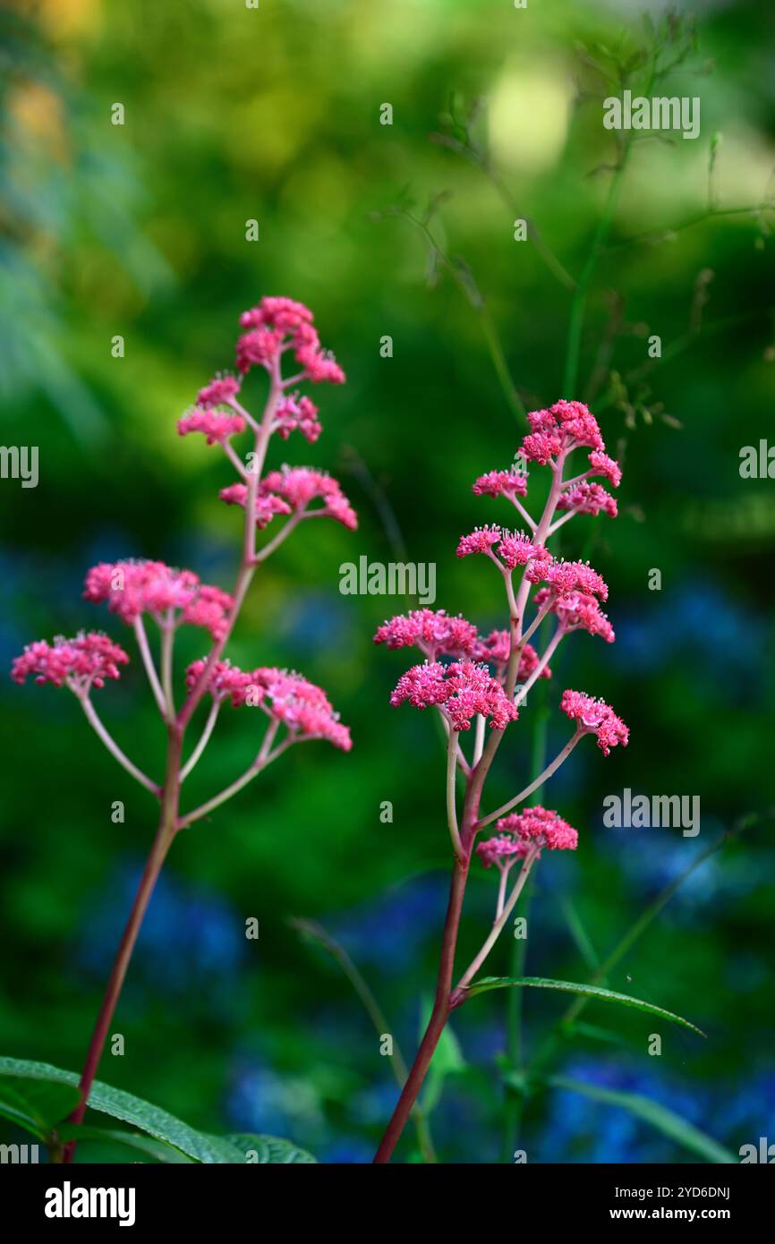 Rodgersia pinnata Buckland Beauty,pink flower panicle,pink flowers ...