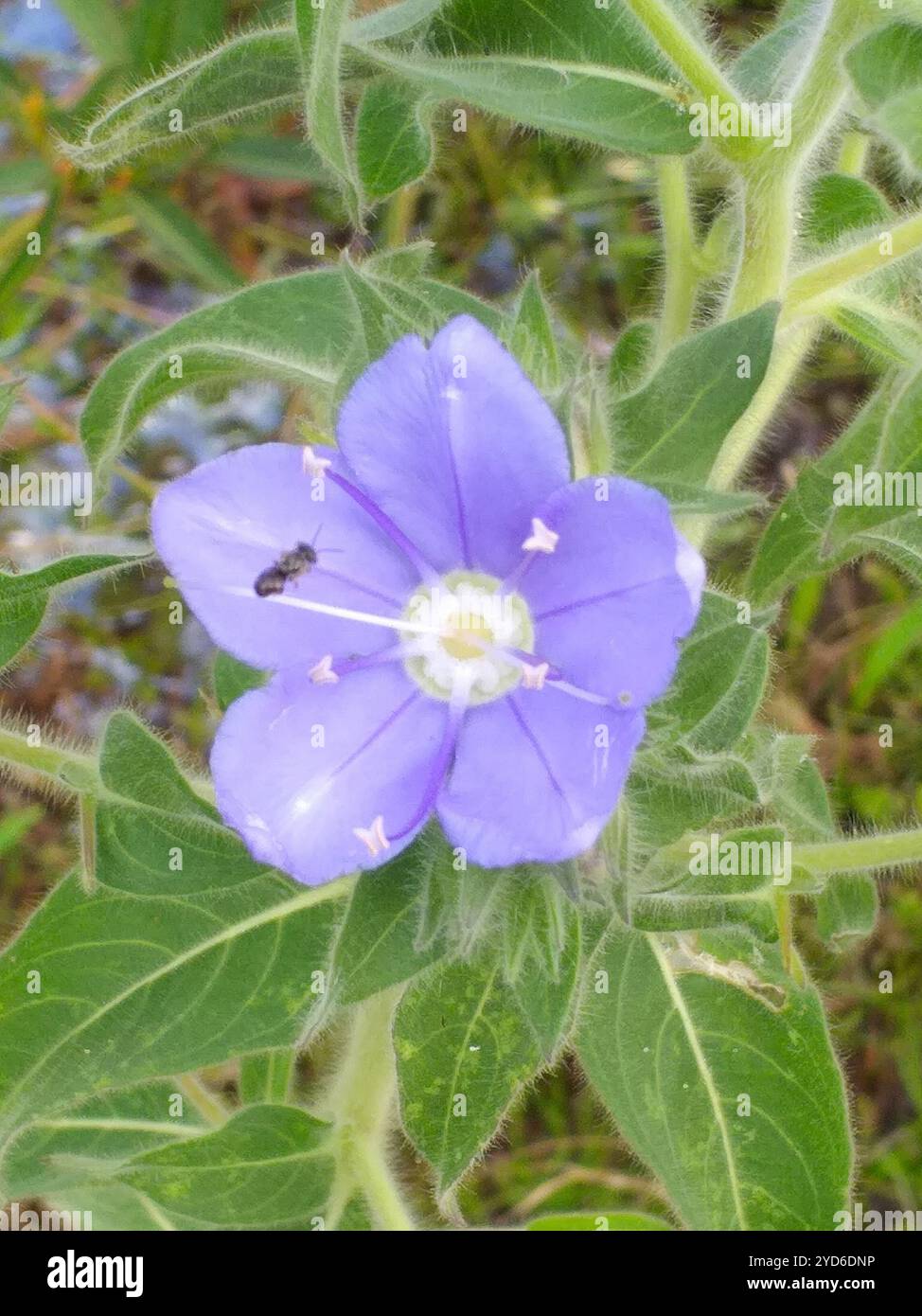 Hydrolea hi-res stock photography and images - Alamy