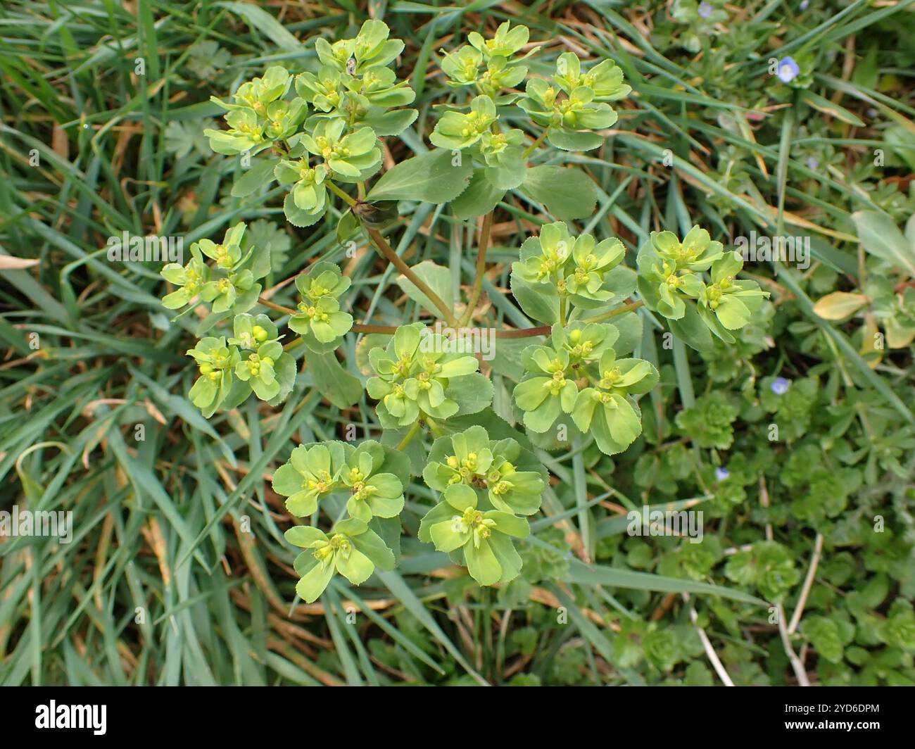 Sun spurge (Euphorbia helioscopia Stock Photo - Alamy