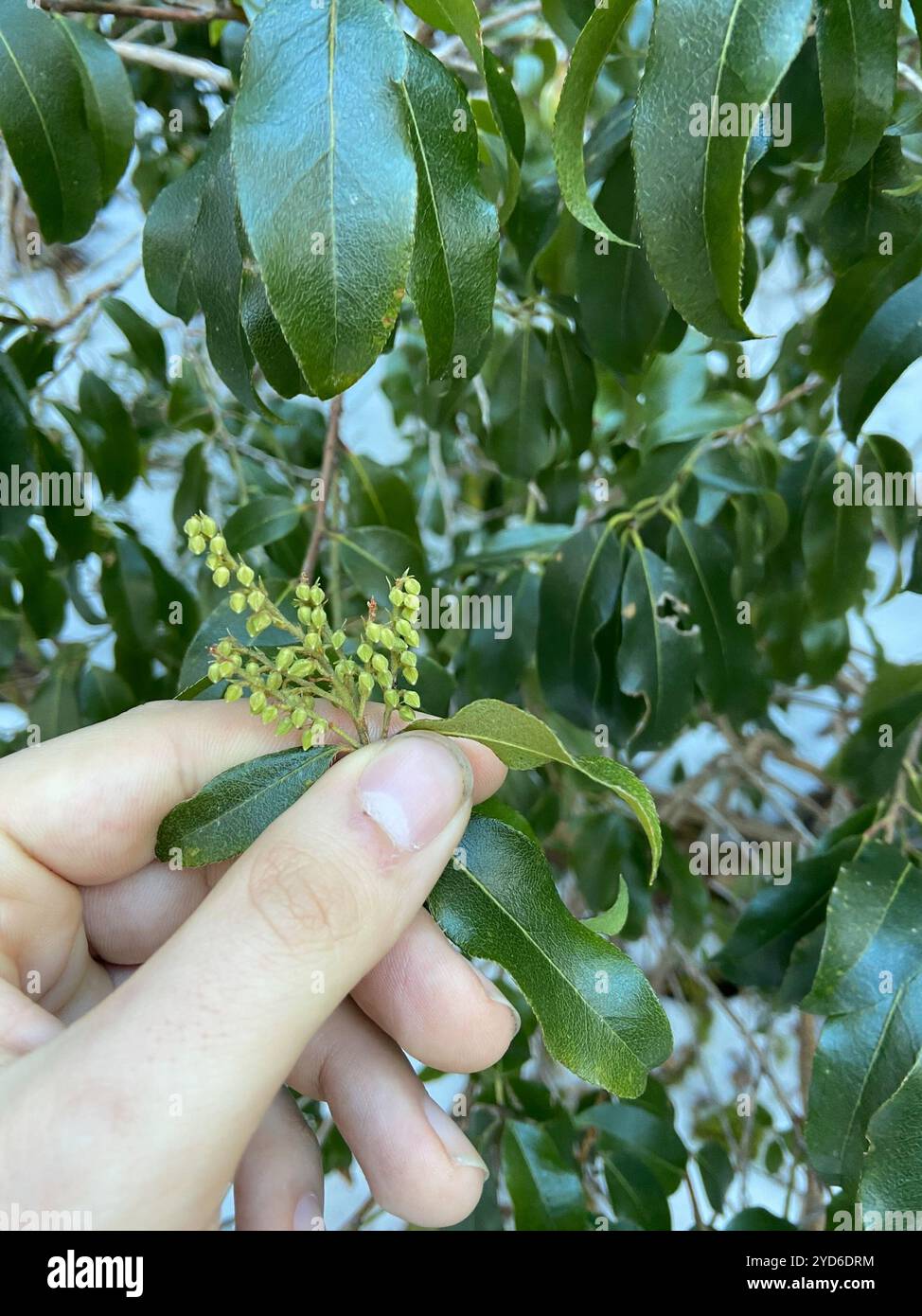 mountain andromeda (Pieris floribunda Stock Photo - Alamy