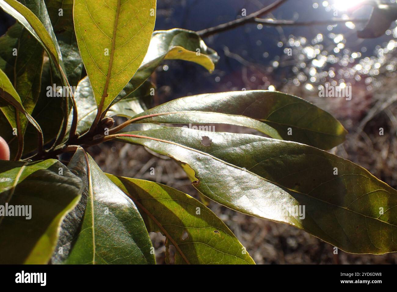 Swamp Bay (Persea palustris Stock Photo - Alamy